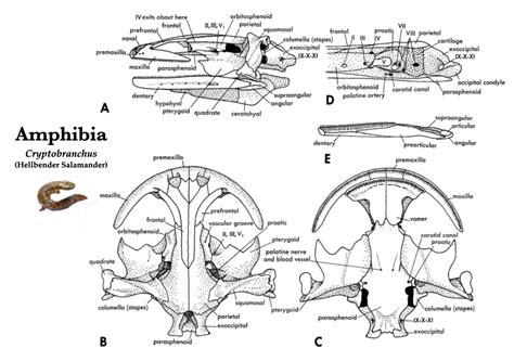 Dermatocranium Salamander