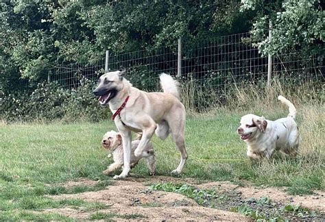 Rehomed Forrest 1 2 Year Old Male Kangal Shepherd Dog Available For