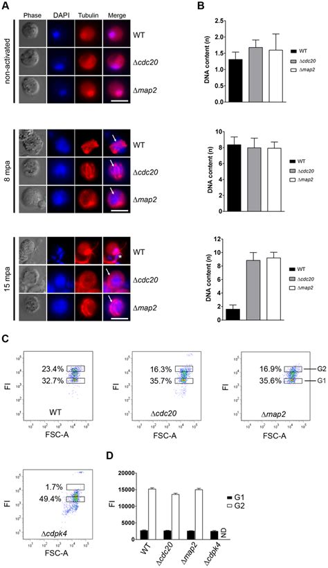 Analysis Of Genome Replication In Activated Male Gametocytes By Direct