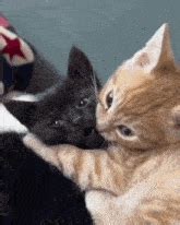 Cute Black Kittens S