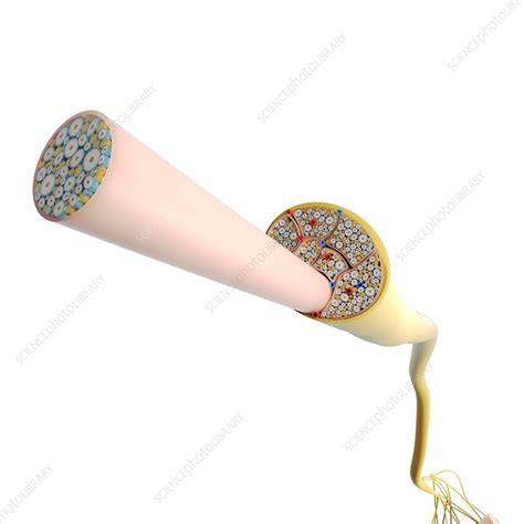 Nerve Structure Illustration Stock Image F026 9065 Science Photo Library