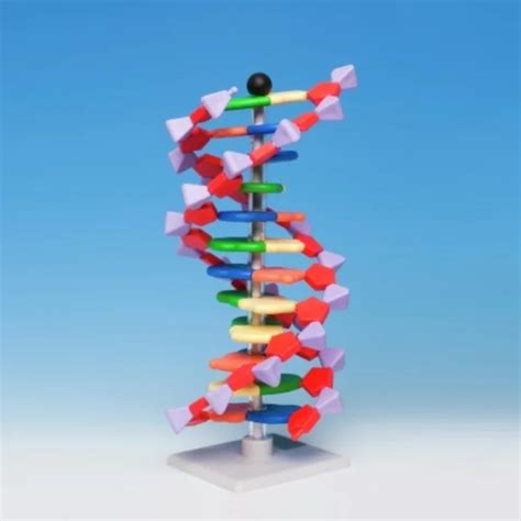 Advanced Dna Model 12 Layer