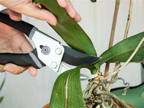 How To Prune Orchids The Right Way