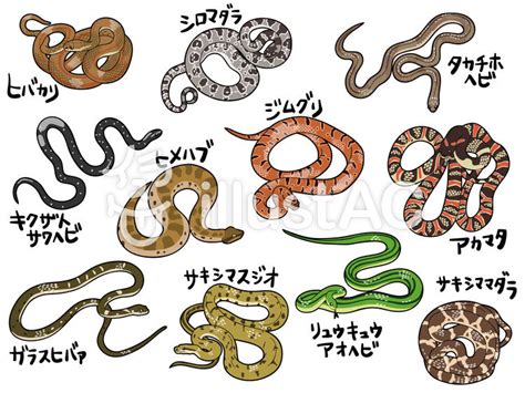 日本の蛇11種イラスト No 2615098｜無料イラスト・フリー素材なら「イラストac」