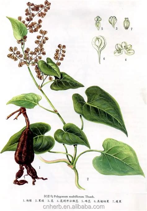 Prepared Polygonum Multiflorum Tuber Fleeceflower Chinese Knotweed Stem