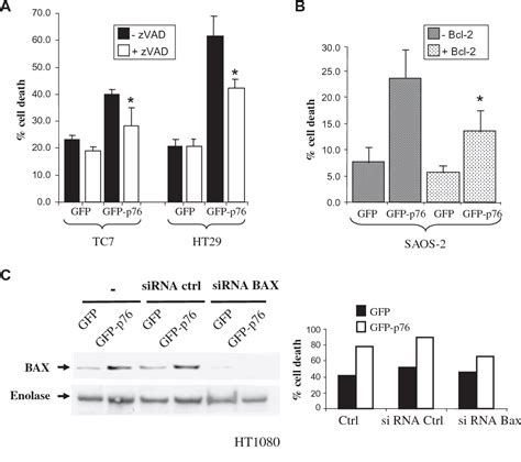 Figure 2 from The p76 and p100 truncated forms of the Rb protein exert ...