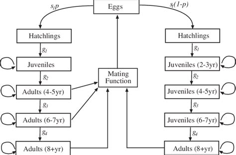 4 Two Sex Model Of A Painted Turtle Population Incremented Yearly Download Scientific Diagram