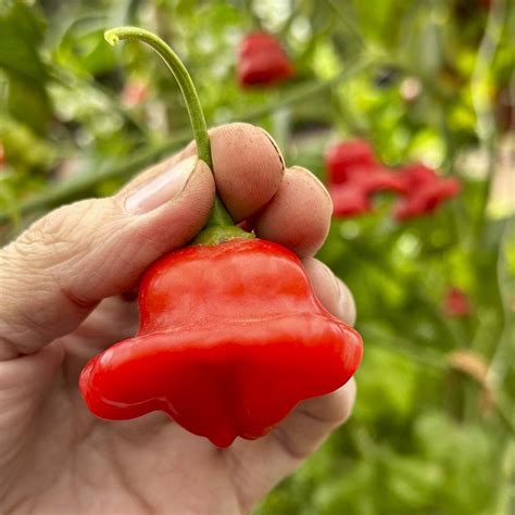 Semillas De Aji Copihue 12s Huerta Familiar