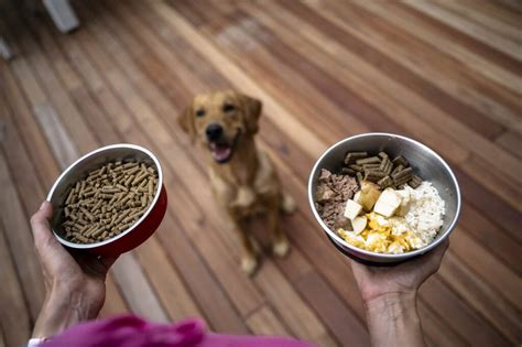 How Pet Food Is Regulated Pet Food Institute