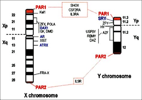 Fig3 X And Y Chromosome Genes Endotext