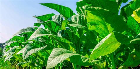 Close Up Of Tobacco Big Leaf Crops Growing In Tobacco Plantation Field Tropical Tobacco Green