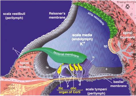 Schematic Representation Of A Cross Section Through The Cochlear Duct