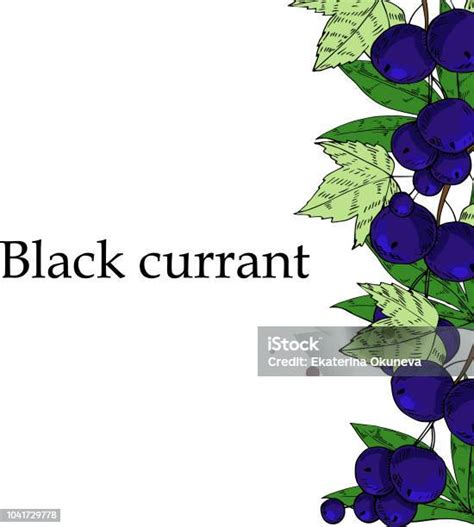 딸기 그림 테두리 벡터 손으로 그려진된 프레임입니다 식물 검정 잉크 밑그림입니다 초대장 인사말 카드 장식 대 계절에 대한 스톡