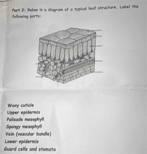 Solved Below Is A Diagram Of A Typical Leaf Structure Label The