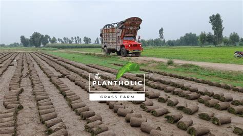 Buy Korean Grass All Over Pakistan Lahore Karcahi Multan