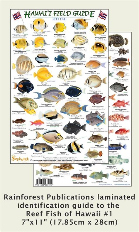 Hawaiian Tropical Fish Identification
