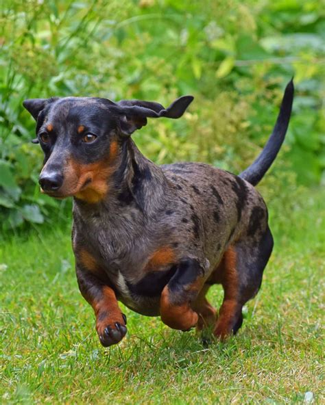 Dapple Dachshund Breed Info Patterns Traits And Pictures