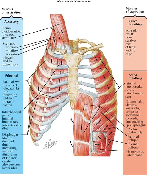 Physiology Clinical Tree