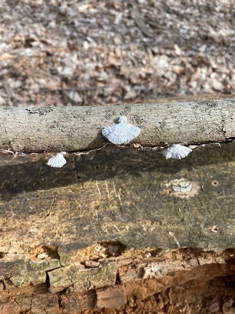 Can I Clone These To Agar Rmycology