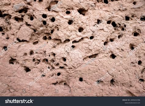 Insect Building Materials Photos And Images And Pictures Shutterstock