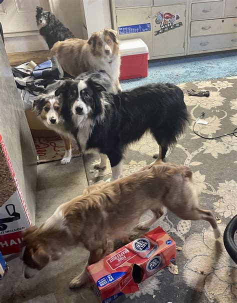 Baby Jake : r/MiniAussies