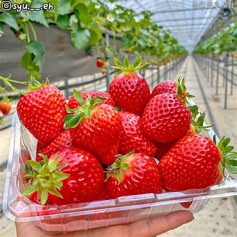 대구놀자 대구 근교 고령에 있다는 이색꿀잼 초대형 딸기체험농장🍓 무려 5월까지 재밌는 딸기체험 가능한