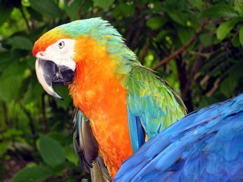 Обои животные попугаи картинки на рабочий стол скачать бесплатно