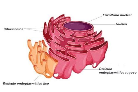 Dibujo Del Retículo Endoplásmico Liso