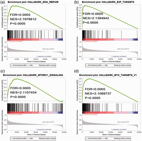 Ccnb1 Promotes The Development Of Hepatocellular Carcinoma By Mediating Dna Replication In The