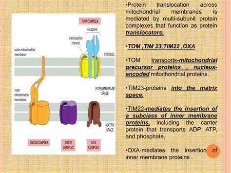Protein Sorting And Targeting Pptx