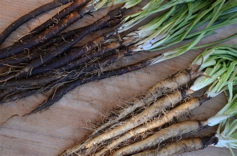 How To Grow Parsnip Salsify And Scorzonera
