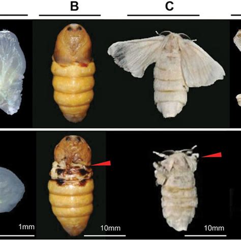 Schematic Diagram Of Single Guide Rna Sgrna Targeting Sites A Download Scientific Diagram