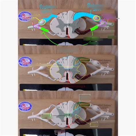 Spine Lab Diagram Quizlet