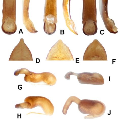 General View Of Epitrix Papa E Similaris And E Tuberis A Epitrix