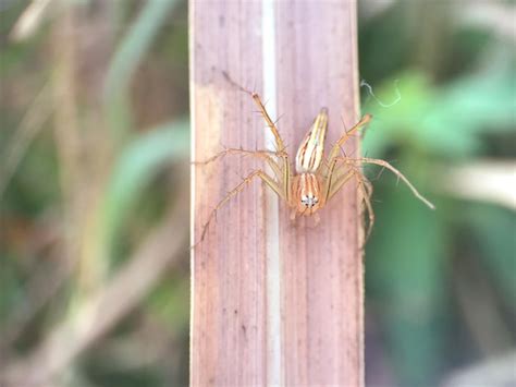 Premium Photo Close Up Of Grasshopper On Wooden Post