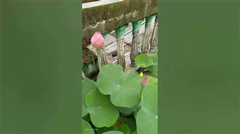 Amery Peony Lotus Youtube