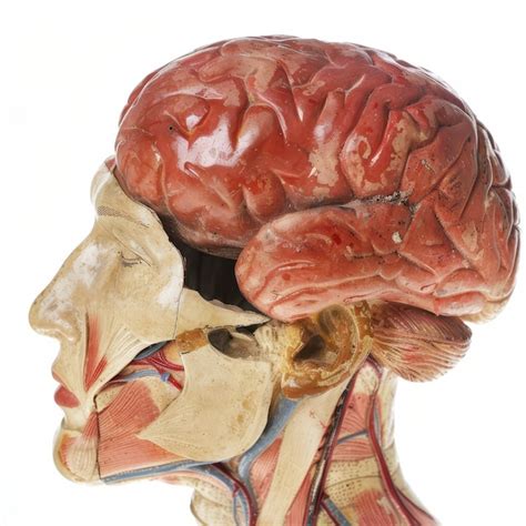 Detailed Anatomical Model Of Human Head Showing Brain Structure And Facial Muscles Premium Ai