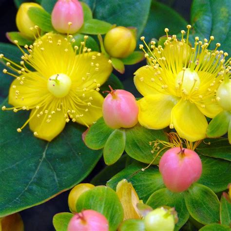Hypericum Magical Lightning Semi Evergreen Hardy Plant 9cm Amazon