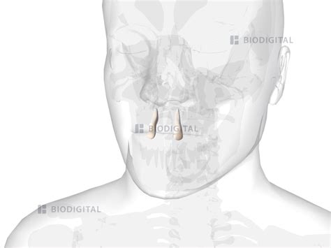 Maxillary Lateral Incisor BioDigital Anatomy