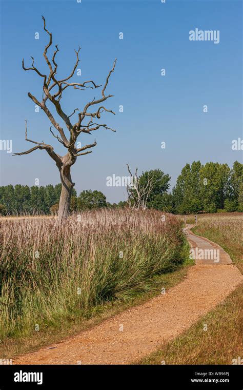 Footpath Over Salt Marshes Between Iken And Snape In Suffolk Uk