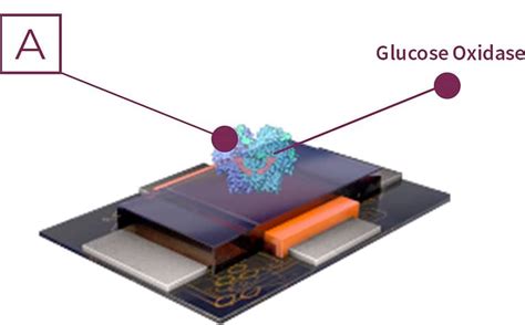 The Biosensor Platform Ibs Inc