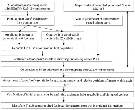 Detection And Mapping Of Transposon Insertions A Primer Strategy For
