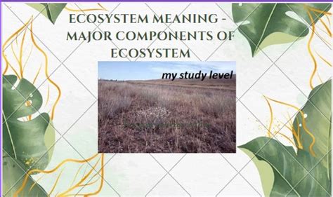 Ecosystem Meaning Major Components Of Ecosystem My Study Level