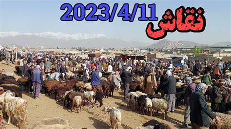 بازار خرید و فروش گاو و گوسفند نقاش Market For Buying And Selling Cows