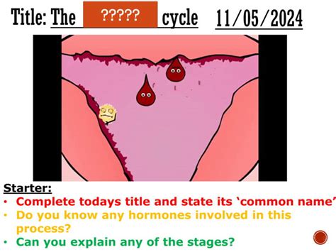 The Menstrual Cycle Gcse 1 9 Teaching Resources