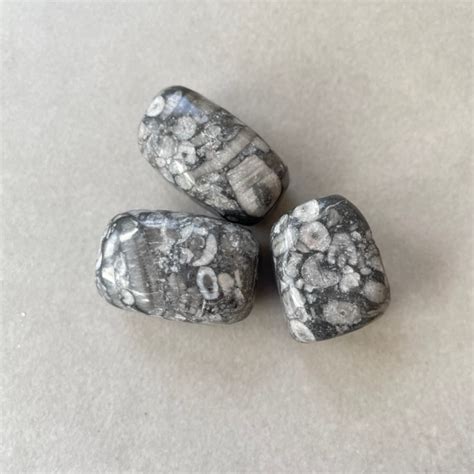 Crinoid Stem Tumbled Fossil The Crystal People