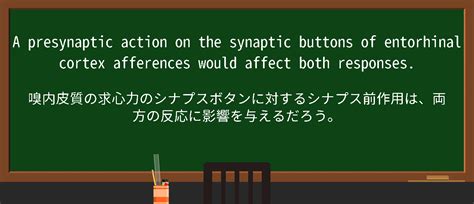 【英単語】entorhinal Cortexを徹底解説！意味、使い方、例文、読み方 おもしろい英文法