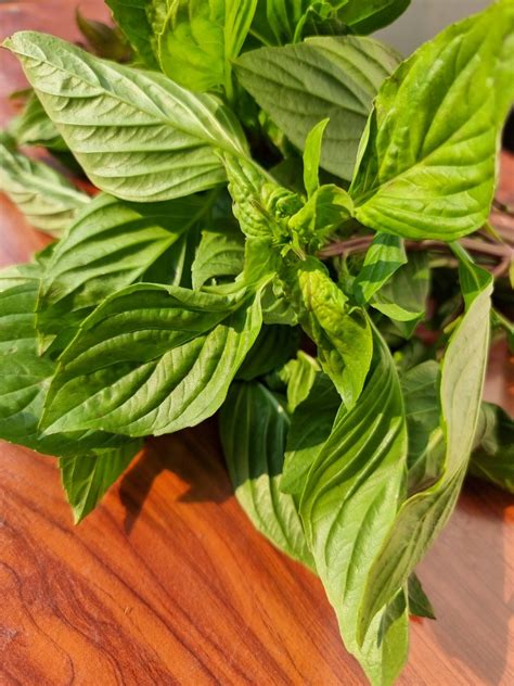 Sweet Basil Object Detection Dataset By New Workspace Cnxcn