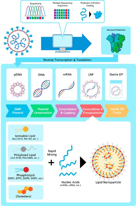 Process For Mrna Lnp Vaccine Development Top Computer Assisted Download Scientific Diagram