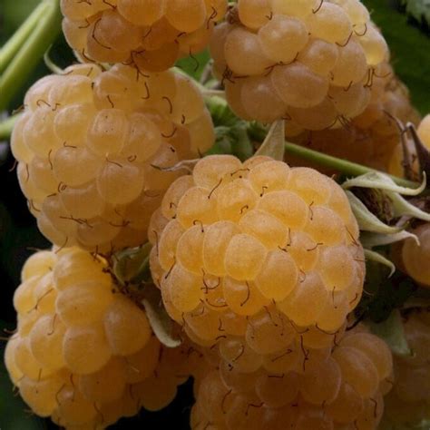 Саженец Малина обыкновенная "Golden Bliss", Горшок P12, Лето 2024 ...
